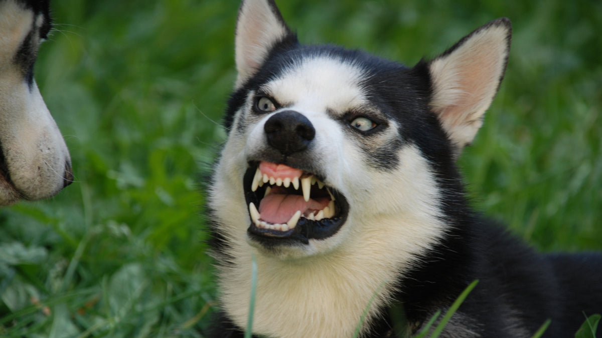 Aggressives Verhalten bei Hunden – Ursachen und Lösungsansätze – hundekrone